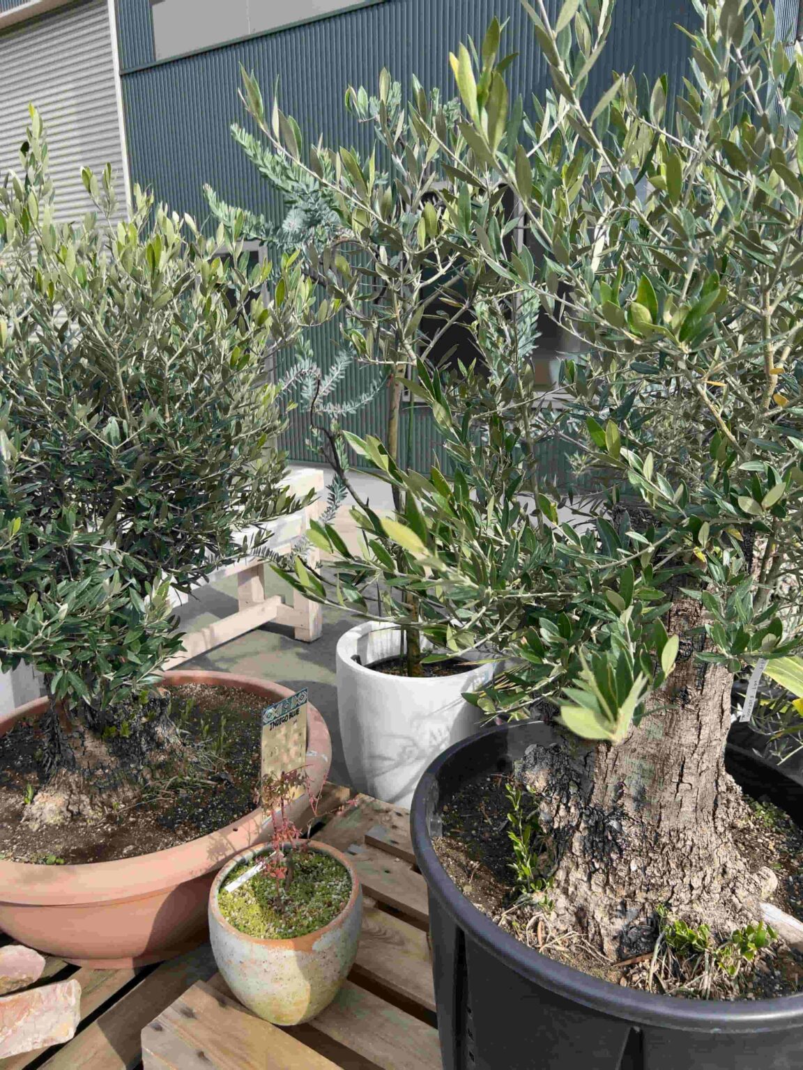 TaiShoDo（大正堂）に行ってきました！〜栃木県那須塩原市の園芸店〜 | 緑の日記