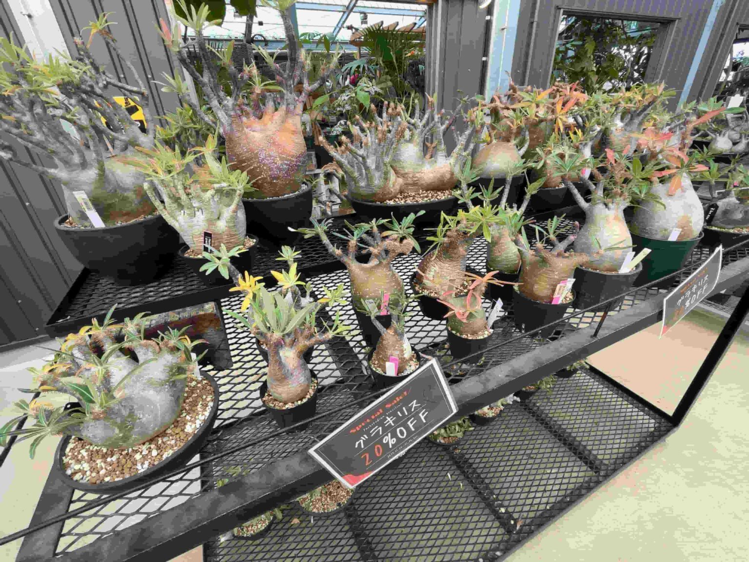 TaiShoDo（大正堂）に行ってきました！〜栃木県那須塩原市の園芸店〜 | 緑の日記