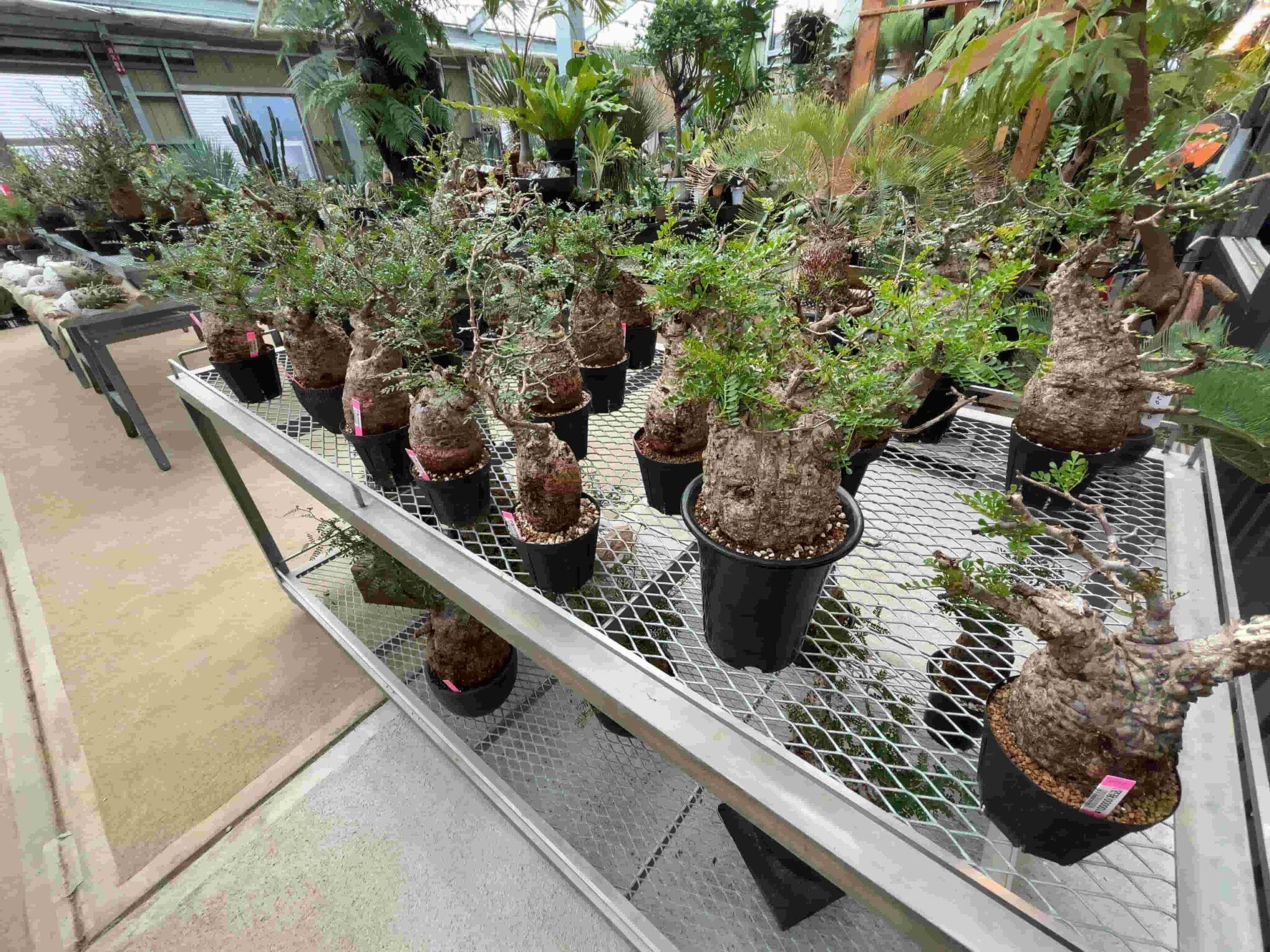 TaiShoDo（大正堂）に行ってきました！〜栃木県那須塩原市の園芸店〜 | 緑の日記