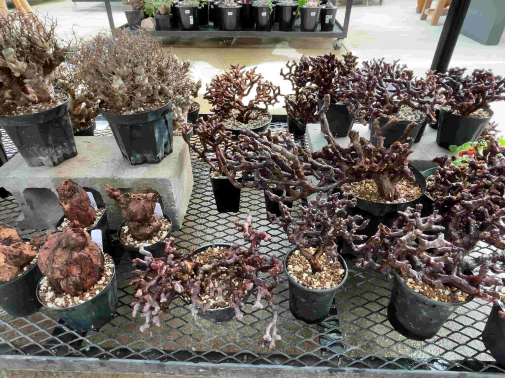 TaiShoDo（大正堂）に行ってきました！〜栃木県那須塩原市の園芸店〜 | 緑の日記