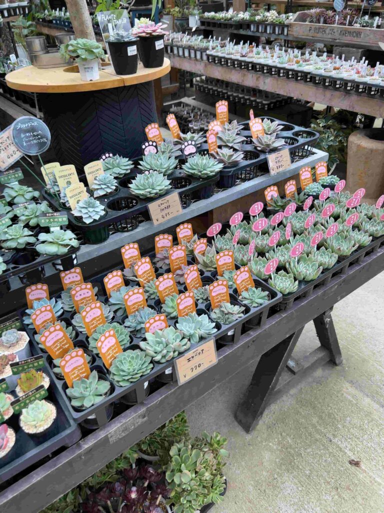 TaiShoDo（大正堂）に行ってきました！〜栃木県那須塩原市の園芸店〜 | 緑の日記