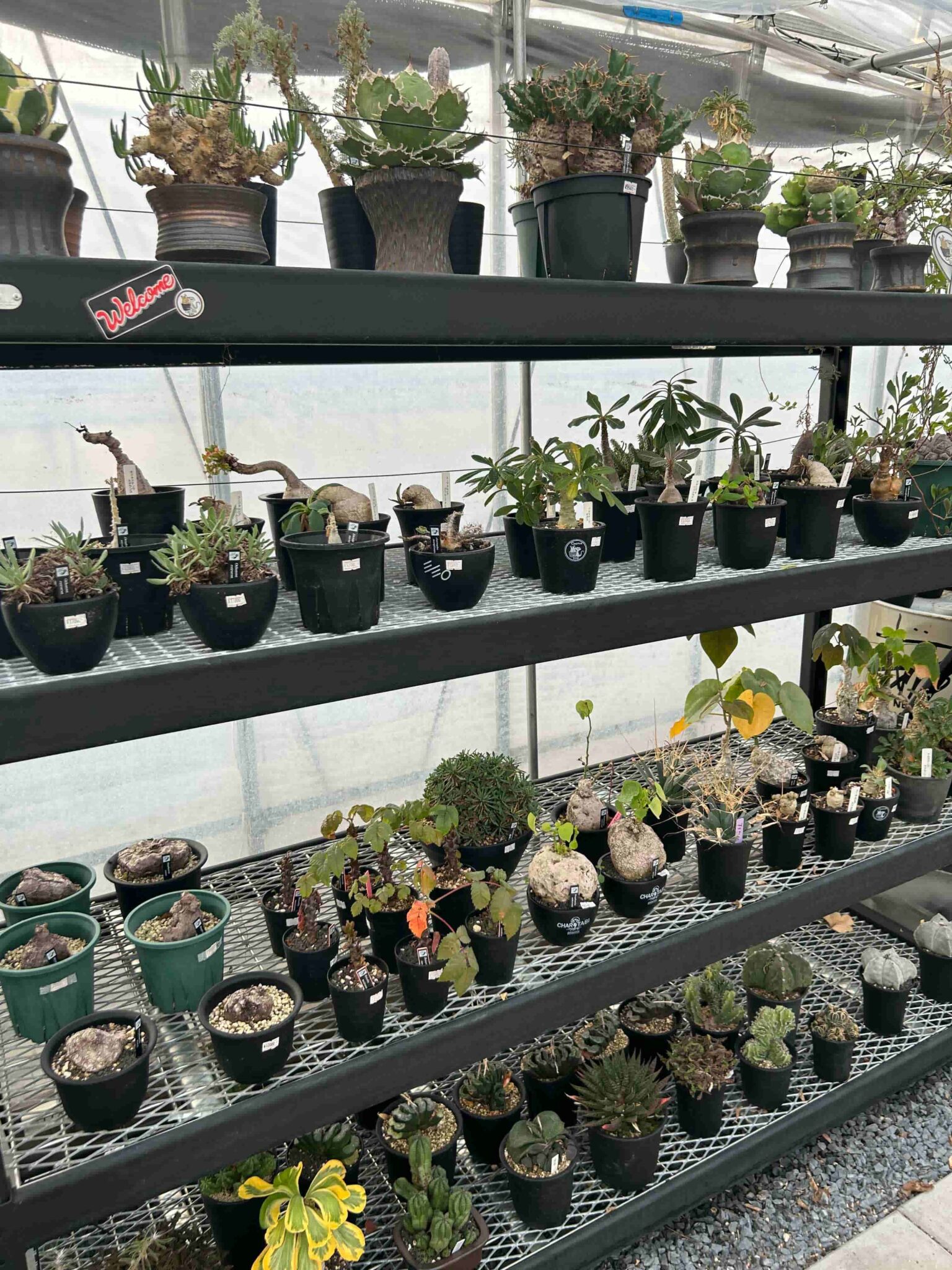 栃木県小山市の多肉植物専門店「CACTUS330」（カクタスミサオ）に行ってきた！ | 緑の日記