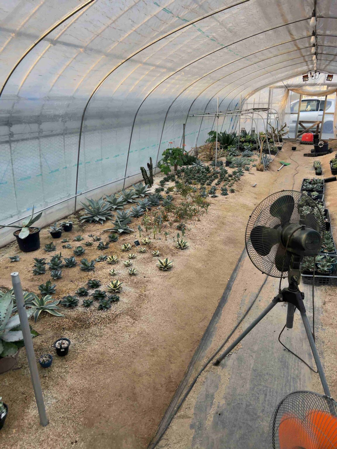 栃木県小山市の多肉植物専門店「CACTUS330」（カクタスミサオ）に行ってきた！ | 緑の日記