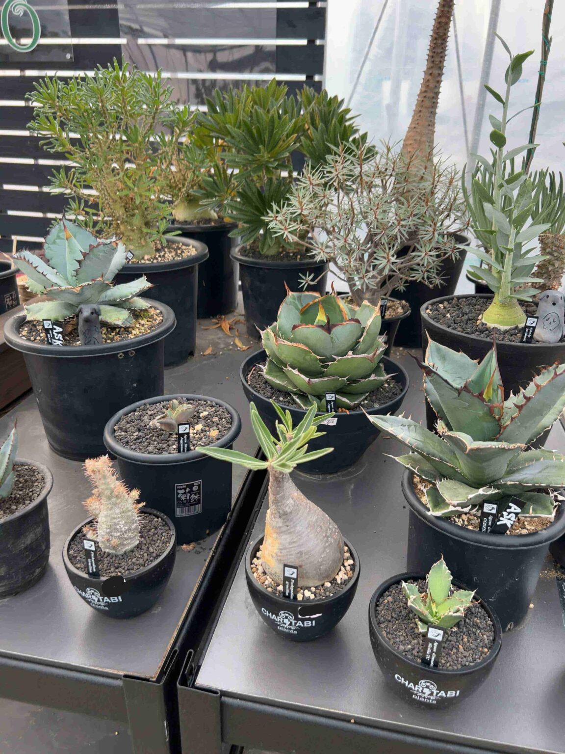 栃木県小山市の多肉植物専門店「CACTUS330」（カクタスミサオ）に行ってきた！ | 緑の日記