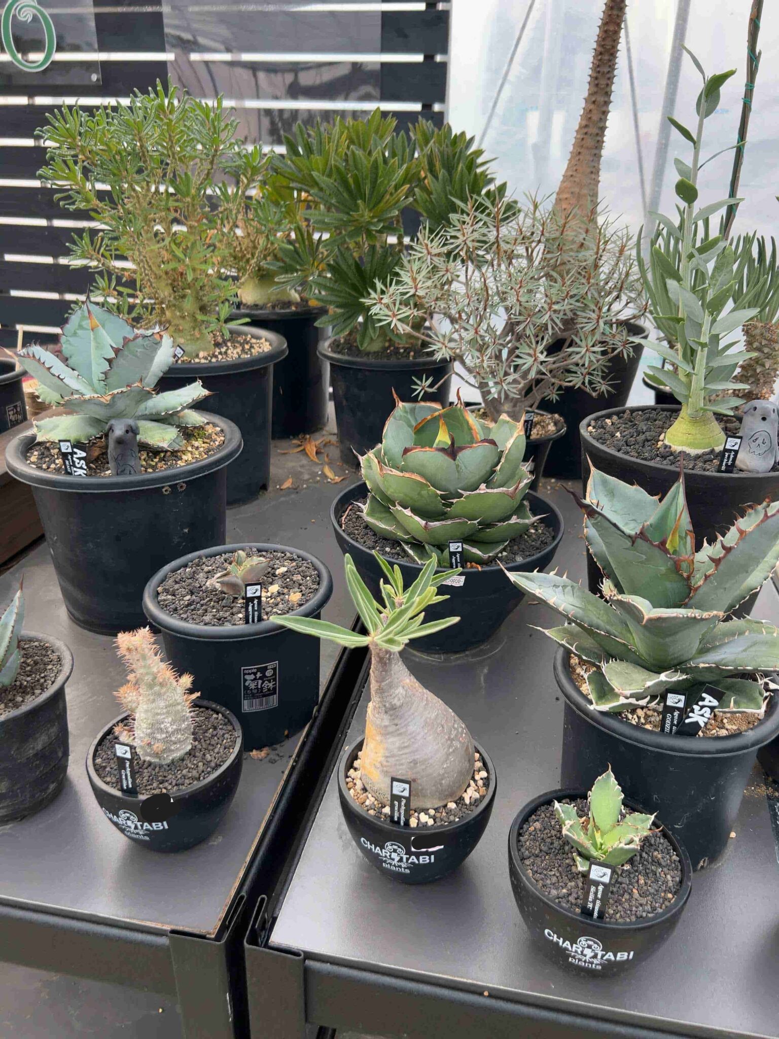 栃木県小山市の多肉植物専門店「CACTUS330」（カクタスミサオ）に行ってきた！ | 緑の日記