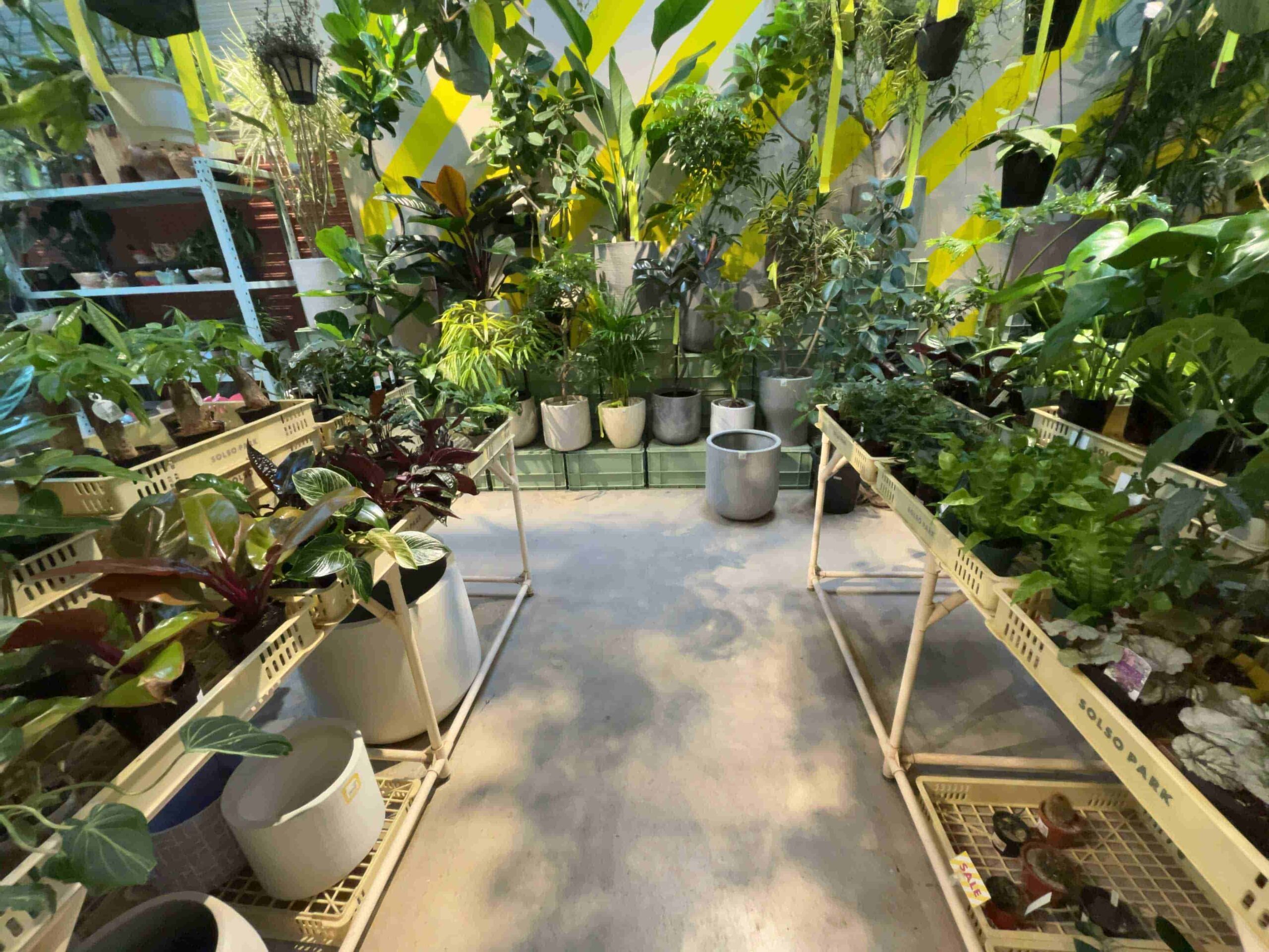 『SOLSO PARK（ソルソパーク）』に行ってきたら観葉植物の宝庫だった！ | 緑の日記