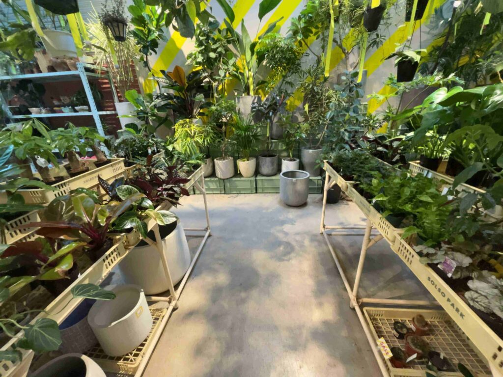 『SOLSO PARK（ソルソパーク）』に行ってきたら観葉植物の宝庫だった！ | 緑の日記