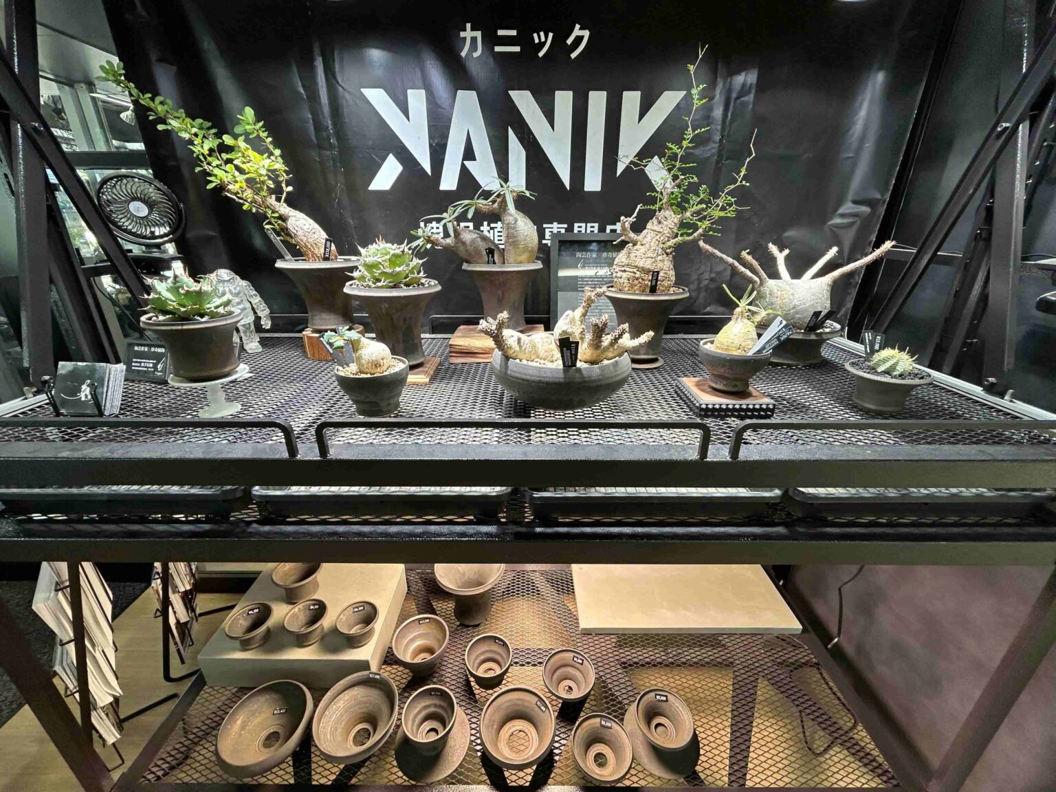 KANIK（カニック）は横浜市内の塊根植物専門店（パキポ＆パキプス＆アガベ） | 緑の日記